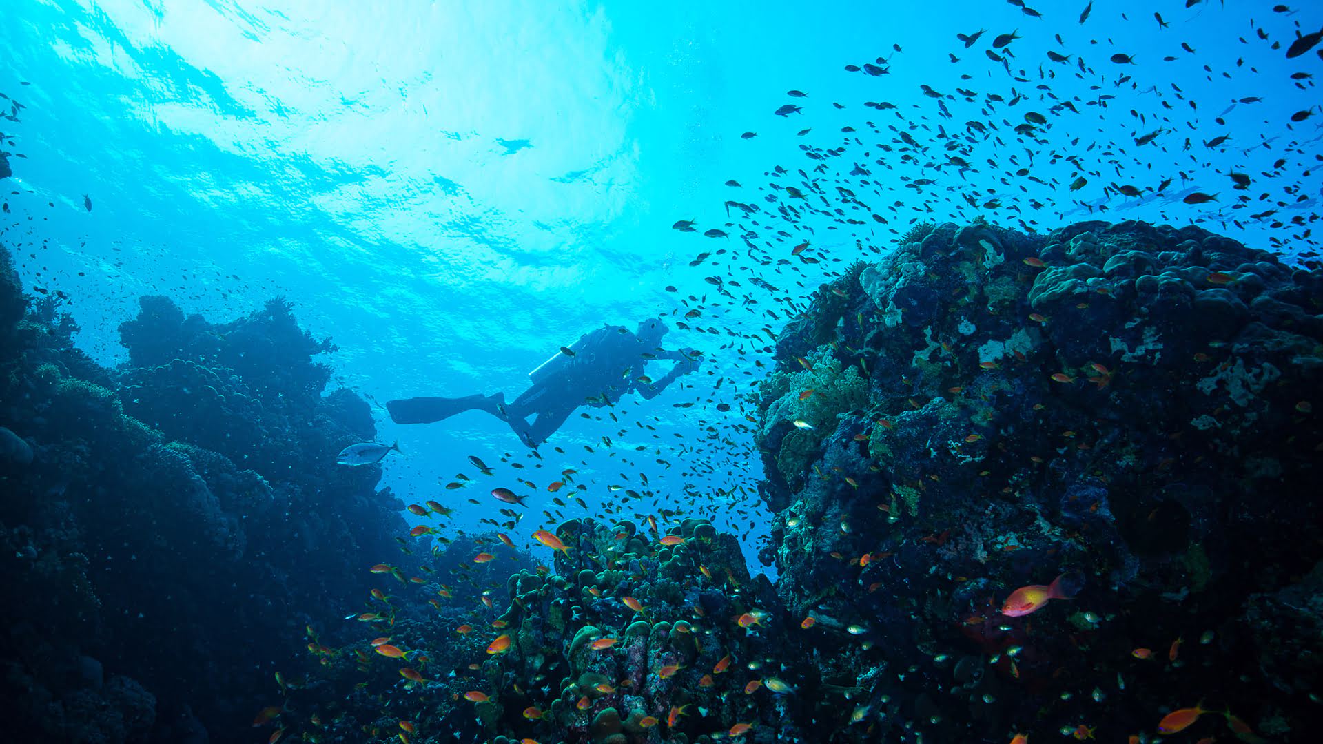 Golden Dolphin Safari World Liveaboard Red Sea